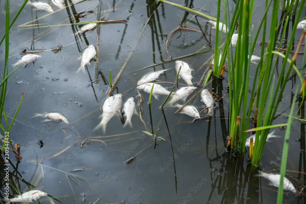 swan on lake bad environment dirty water river garbage floating fish ...