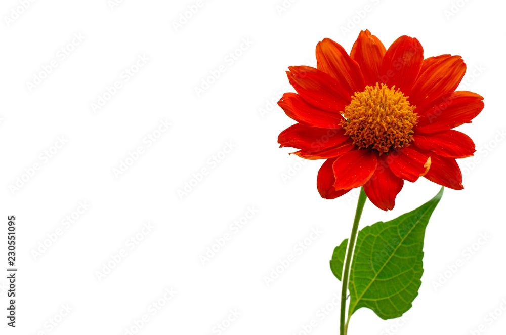 Red color Mexican sunflower (Tithonia diversifolia, Nitobe ...