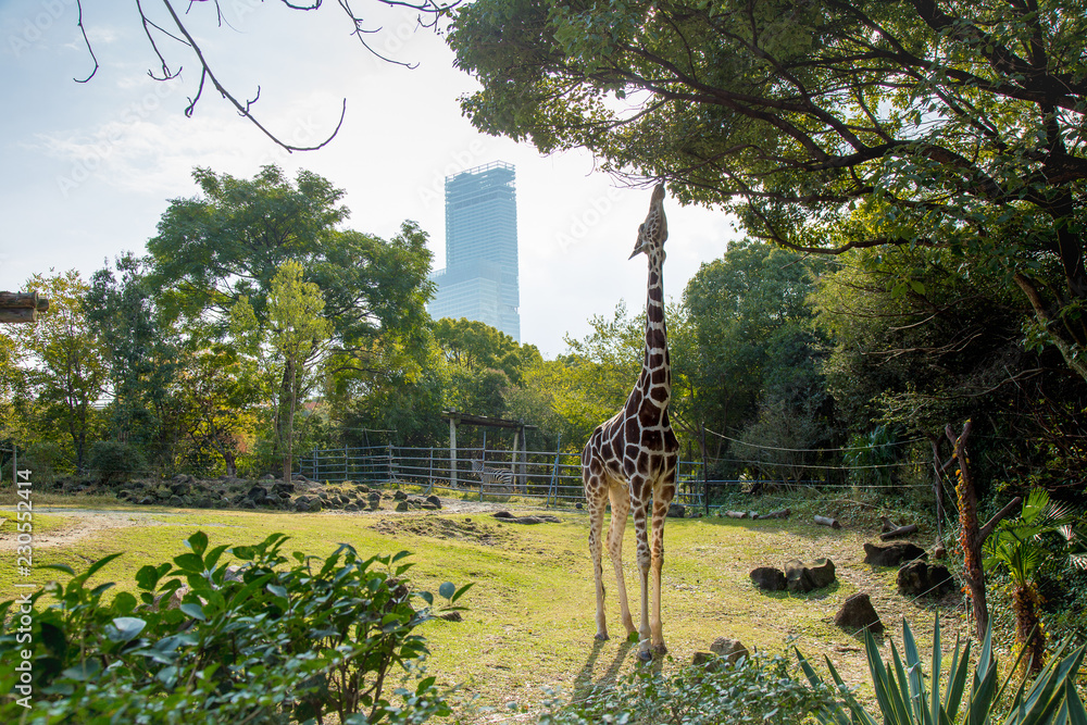 Tall Giraffe standing and eating in middle of park Tennoji zoo, Japan ...