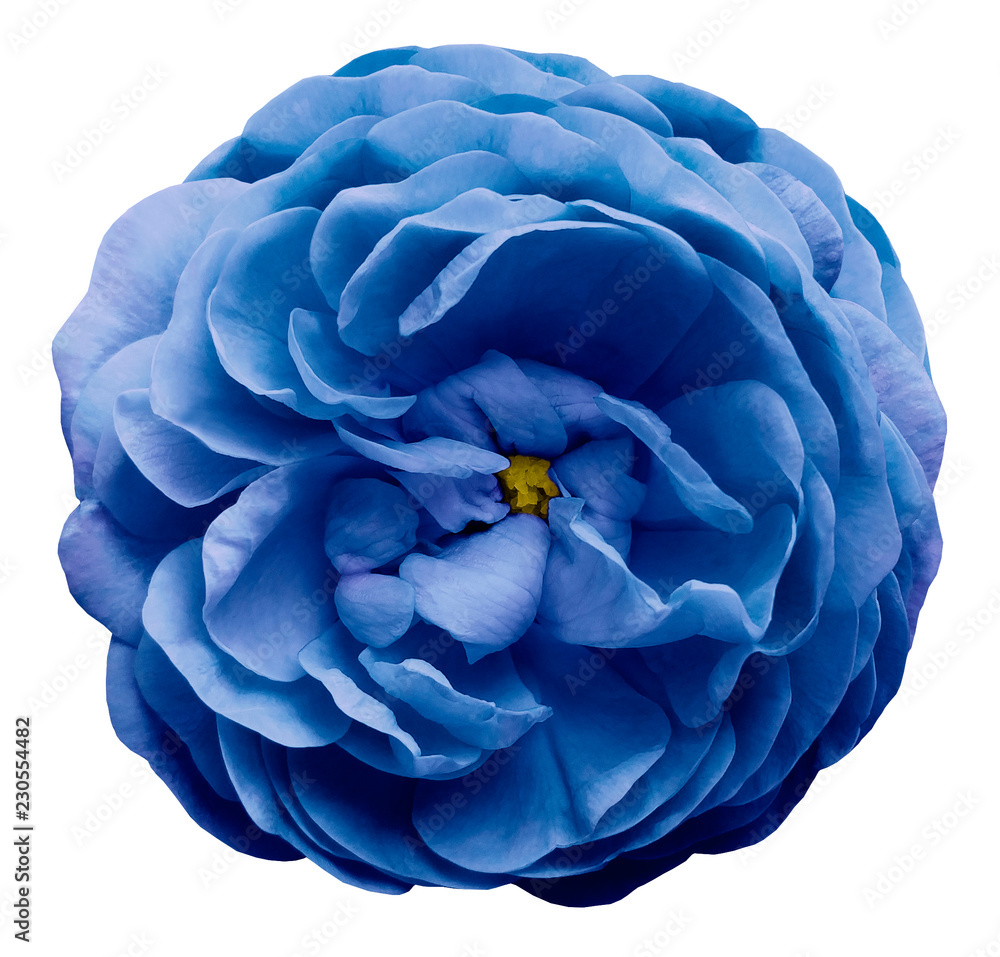Blue rose flower isolated on white background with clipping path ...