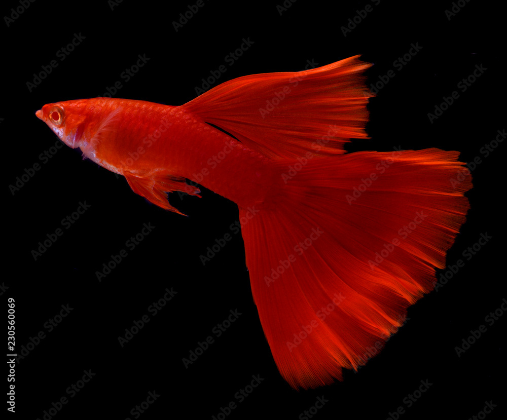 Red Guppy Fish