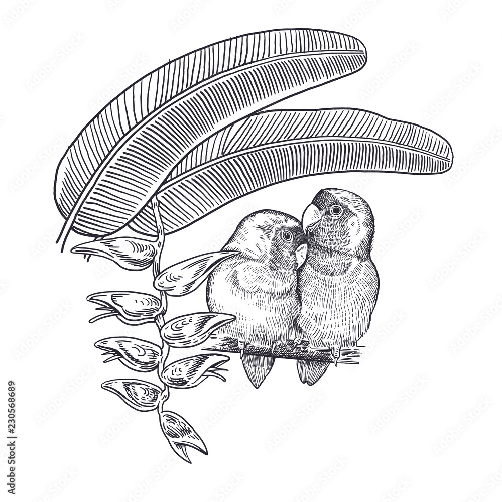 Realistic hand drawing of parrots lovebirds and branch tree isolated on ...