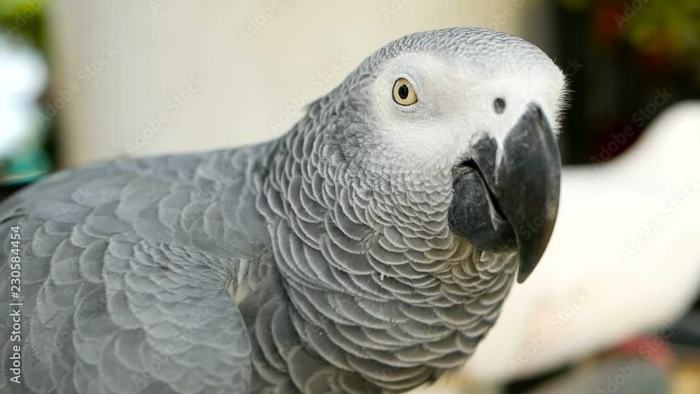Red-tailed monogamous African Congo Grey Parrot, Psittacus erithacus ...