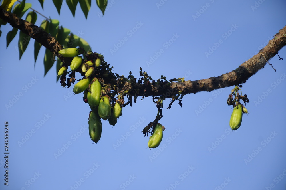 Averrhoa bilimbi commonly known belimbing buluh used by people at ...