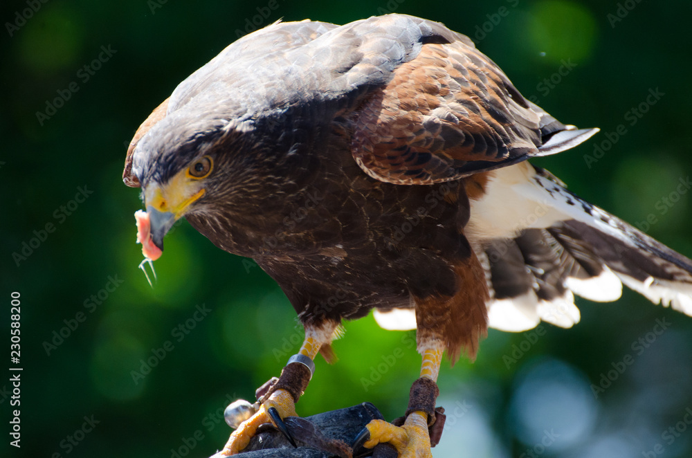 Adler Stock Photo | Adobe Stock