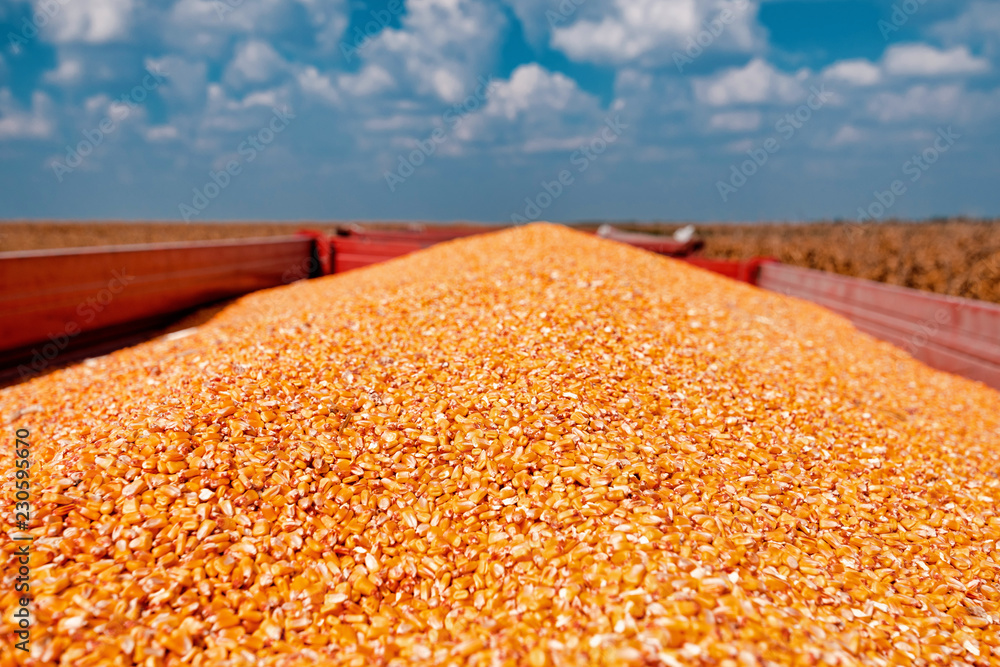 Agricultural tractor trailer loaded with harvested corn grains Stock ...