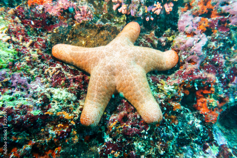 Granulated starfish (Choriaster granulatus) on the coral reef of the ...