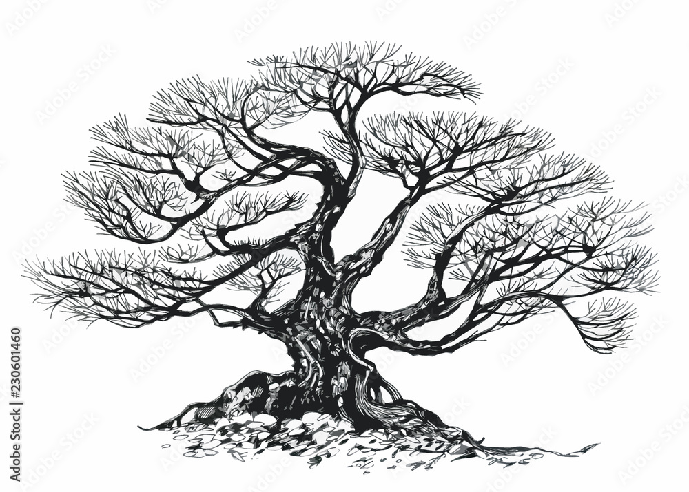Chinese Tree Drawing