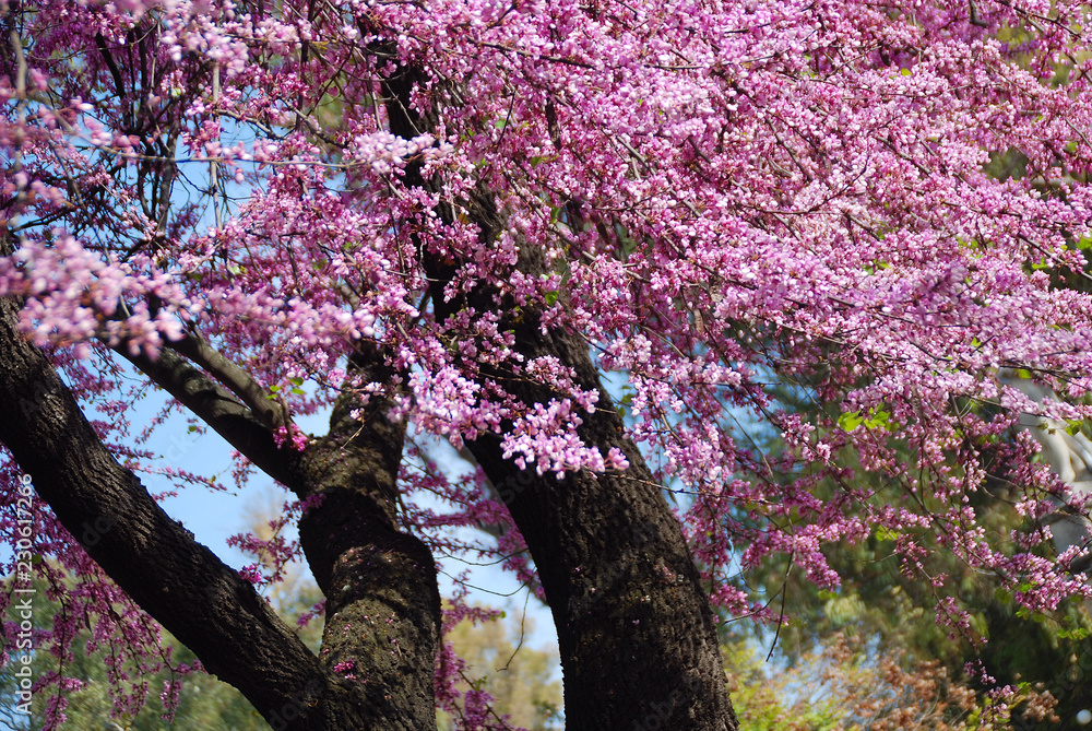 FLORACIÓN DEL ÁRBOL CERCIS SILIQUASTRUM, ÁRBOL DEL AMOR O ÁRBOL DE JUDAS Stock Photo | Adobe Stock