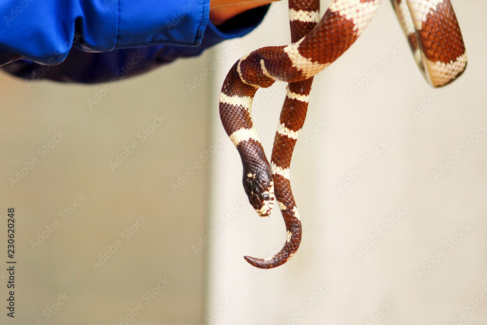 Boy with snakes. Man holds in hands reptile Common King snake ...