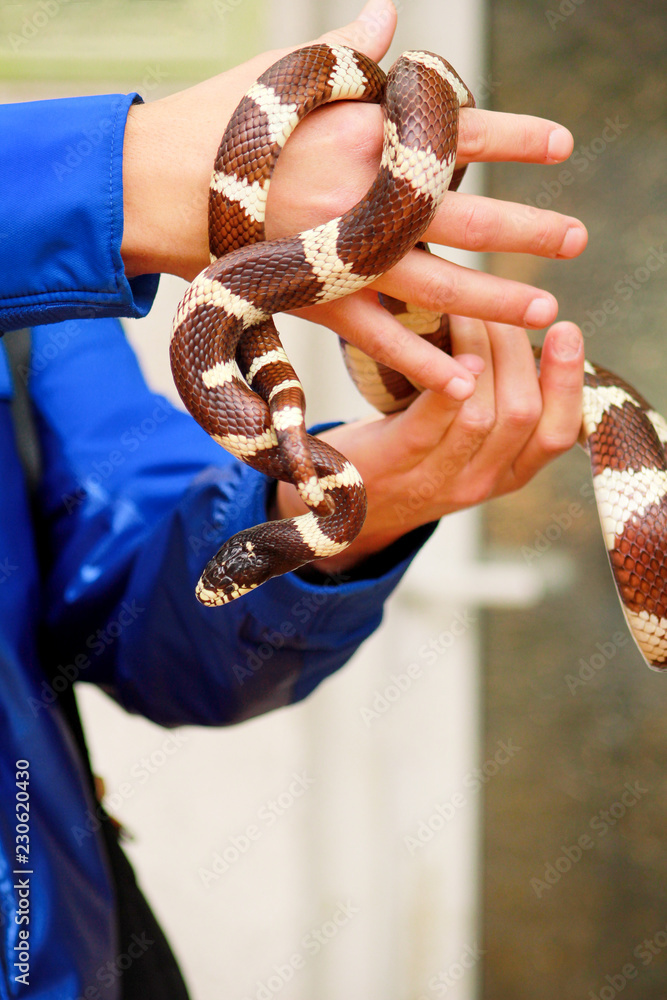 Boy with snakes. Man holds in hands reptile Common King snake ...