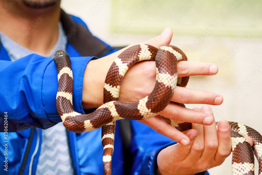 Boy with snakes. Man holds in hands reptile Common King snake ...