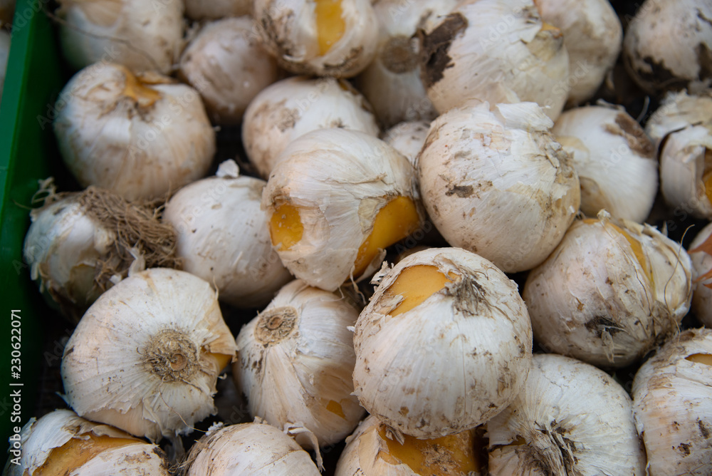 Allium Mount Everest has large round heads with up to 50 star-shaped ...