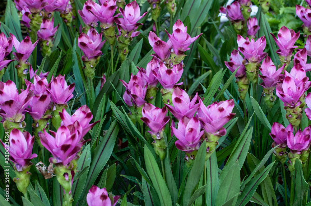Curcuma alismatifolia, also called Saffron of the Indies, is a plant of ...