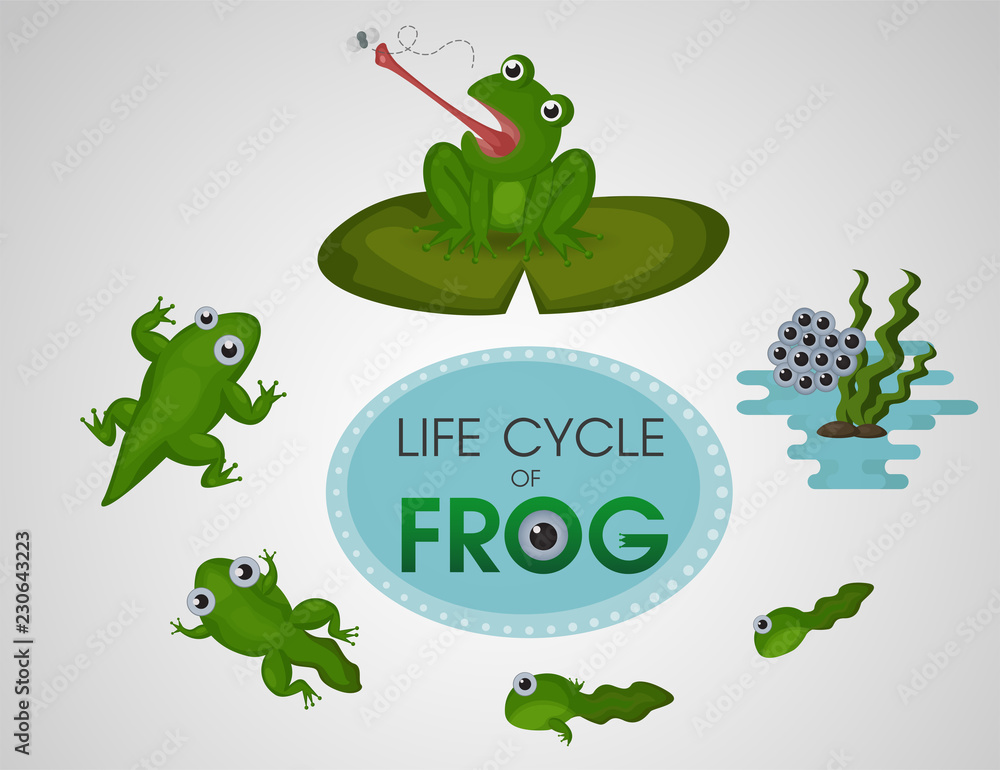 Life cycle of frog. Cartoon cute vector Illustion EPS10. Stock Vector ...