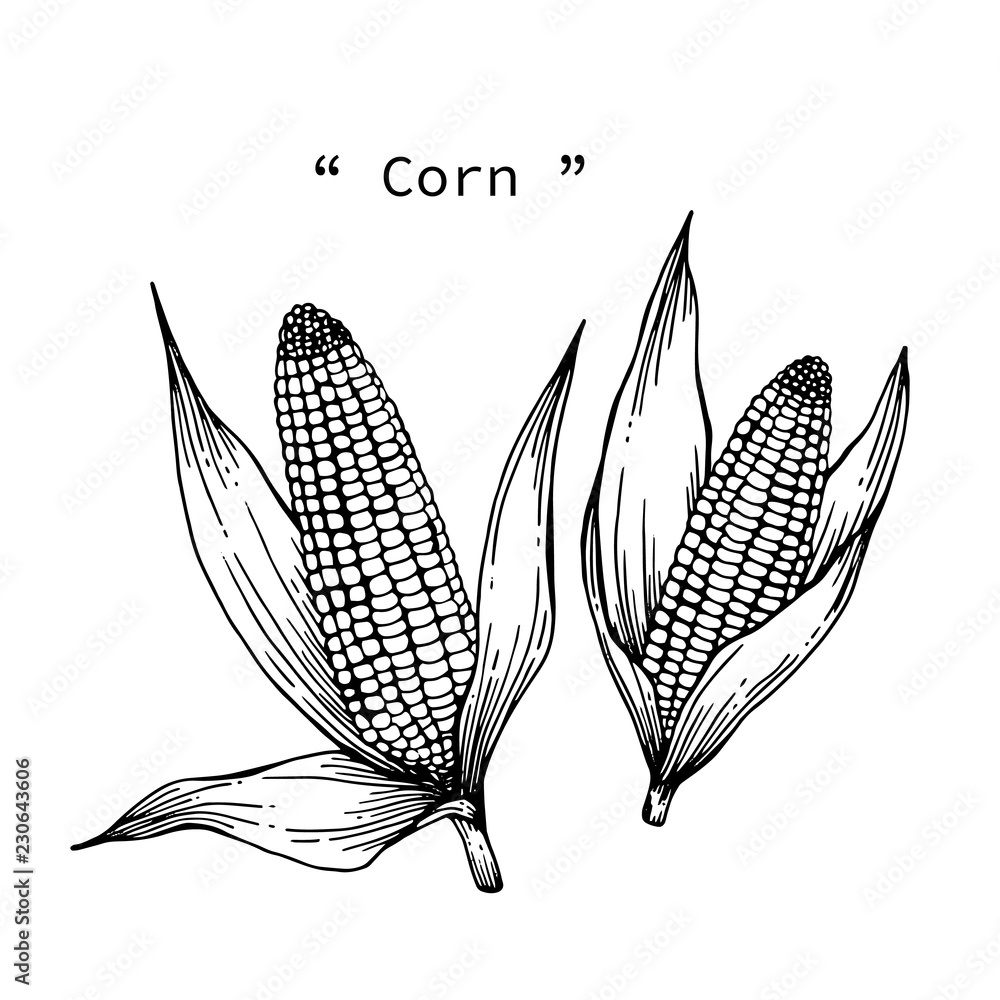 Corn drawing illustration by hand drawn line art. Stock Vector | Adobe ...