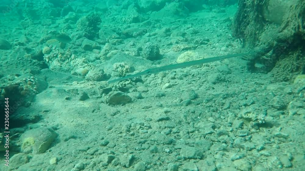 The bluespotted cornetfish this very long and thin reef predator is ...