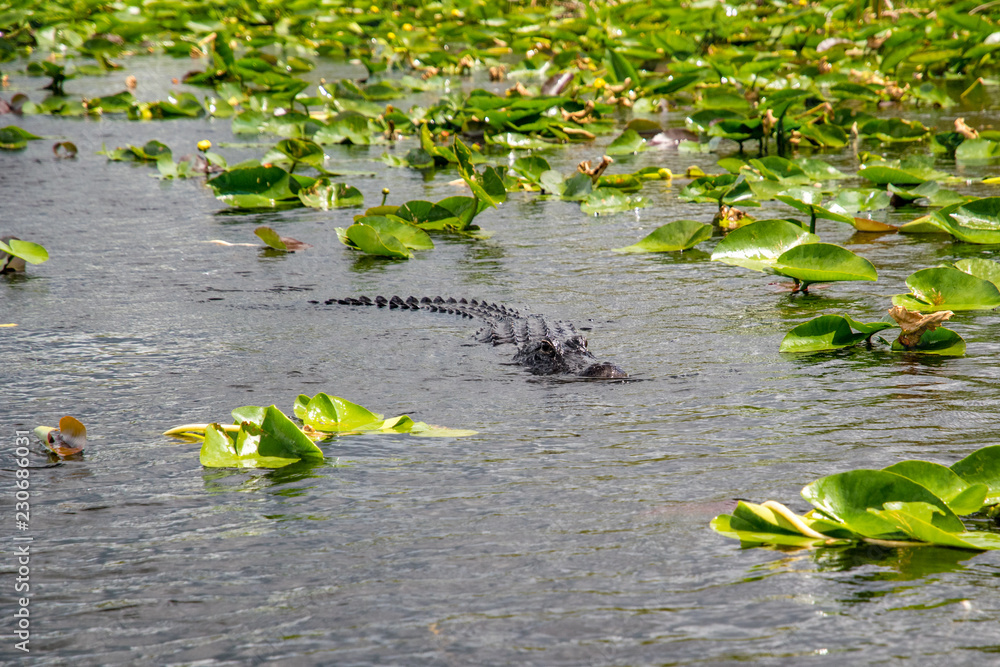 Alligator swimming in Everglades national park wetlands, Florida ...