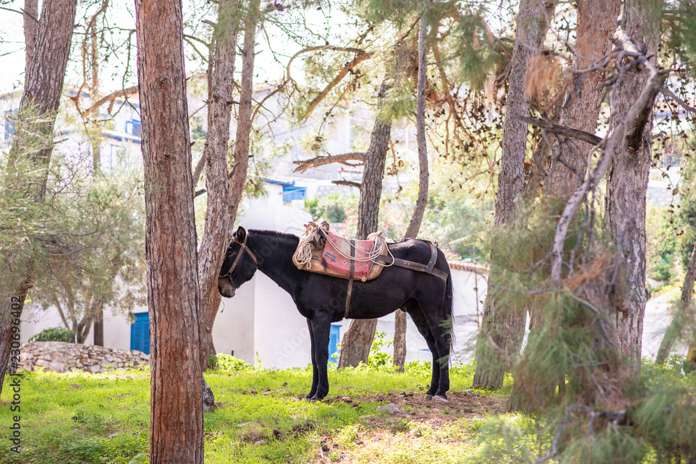 A beautiful mule standing in the woods on the enchanting Greek island ...