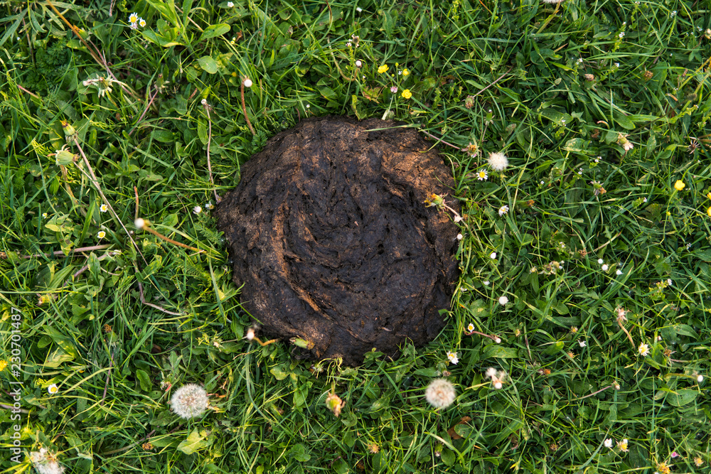 Dirty and smelly cow shit in the grass. Cow manure. Stock Photo | Adobe ...