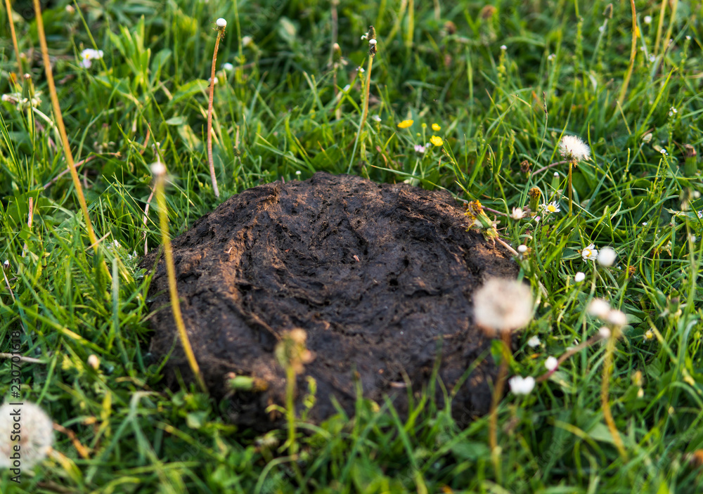 Dirty and smelly cow shit in the grass. Cow manure. Stock Photo | Adobe ...