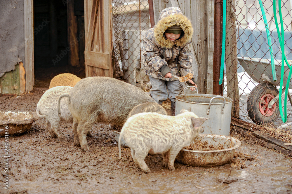 Foto de Rural Little boy helps his father to feed swine on farm. pan ...