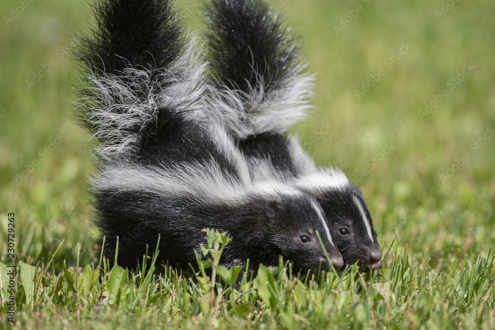 Skunk Stock Photo | Adobe Stock
