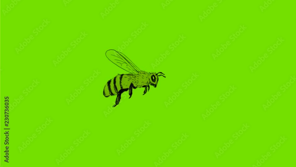 2d Animation motion graphics showing a drawing of a bee, bumblebee or ...