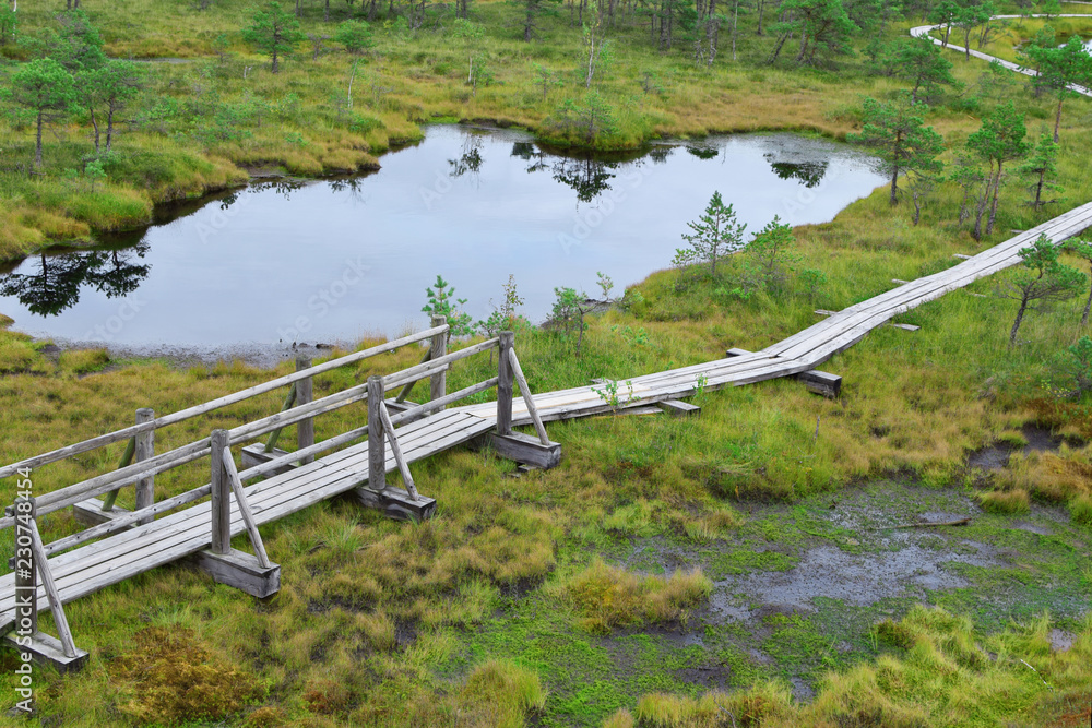 Wooden pathway through swamp wetlands with small pine trees, marsh ...