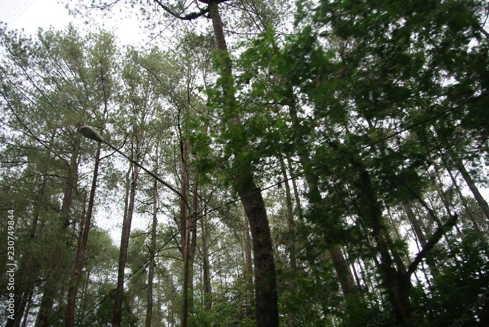 Tall tree of Bandung Rainforest along the road to Tangkuban Perahu ...