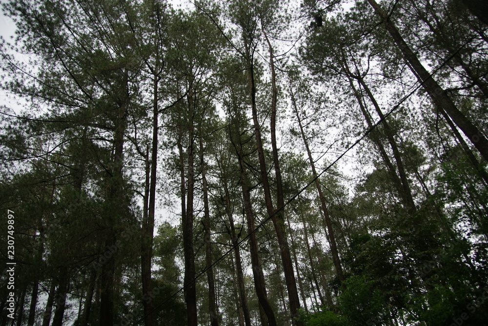 Tall tree of Bandung Rainforest along the road to Tangkuban Perahu ...