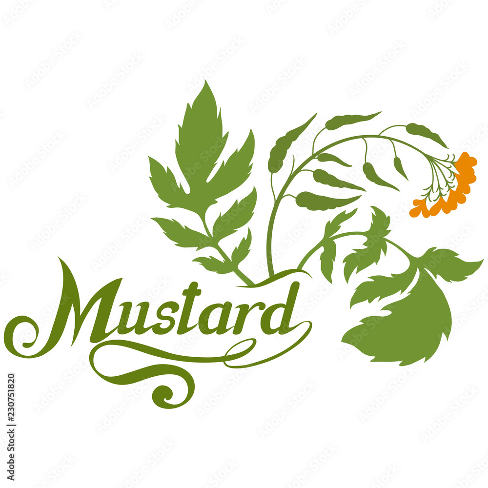 hand drawn mustard plant, spicy ingredient, mustard logo, healthy ...