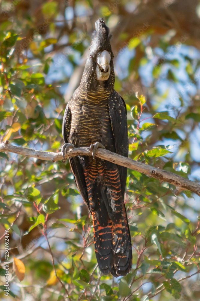 Female Forest Red-tailed Black-Cockatoo Stock Photo | Adobe Stock