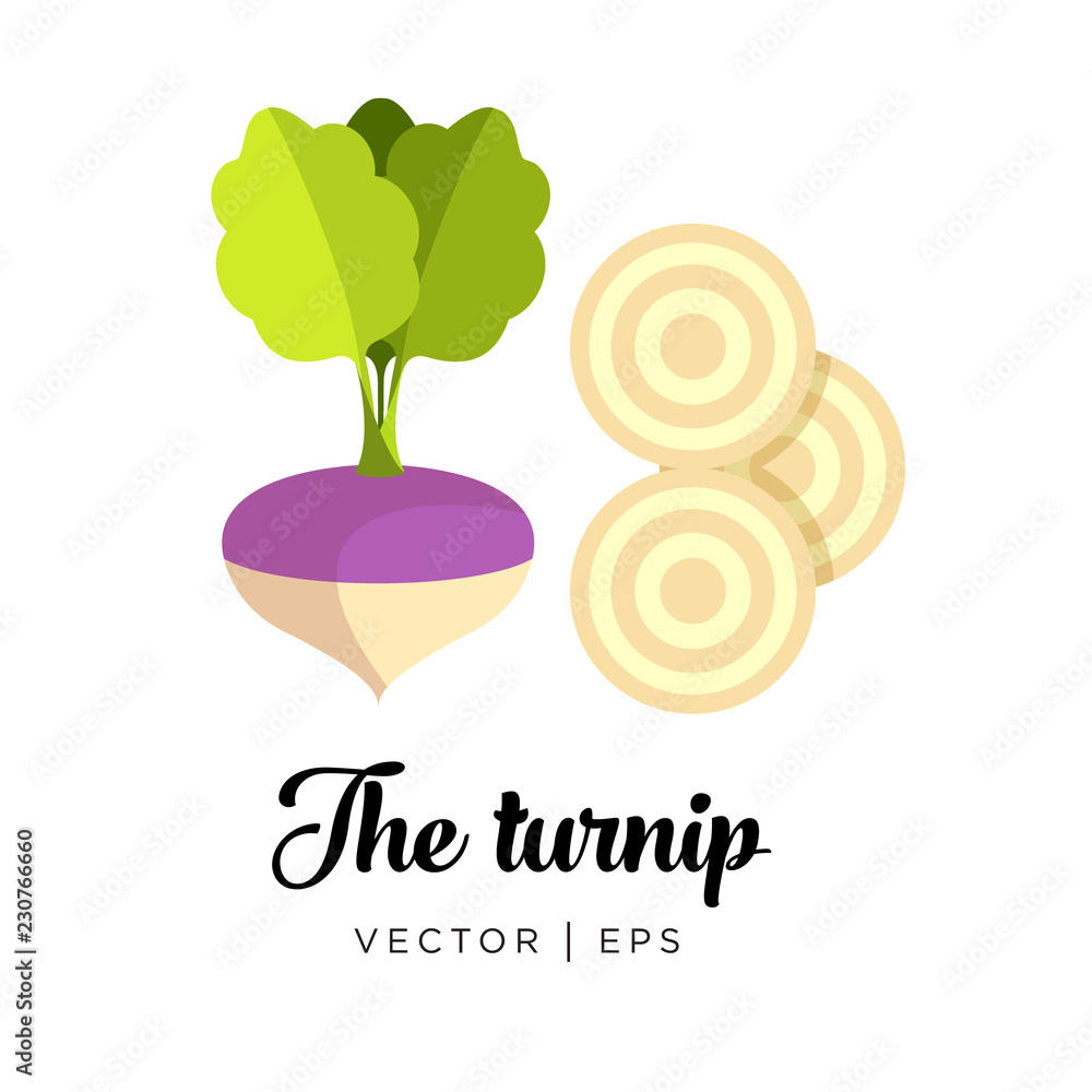 Turnip Vector
