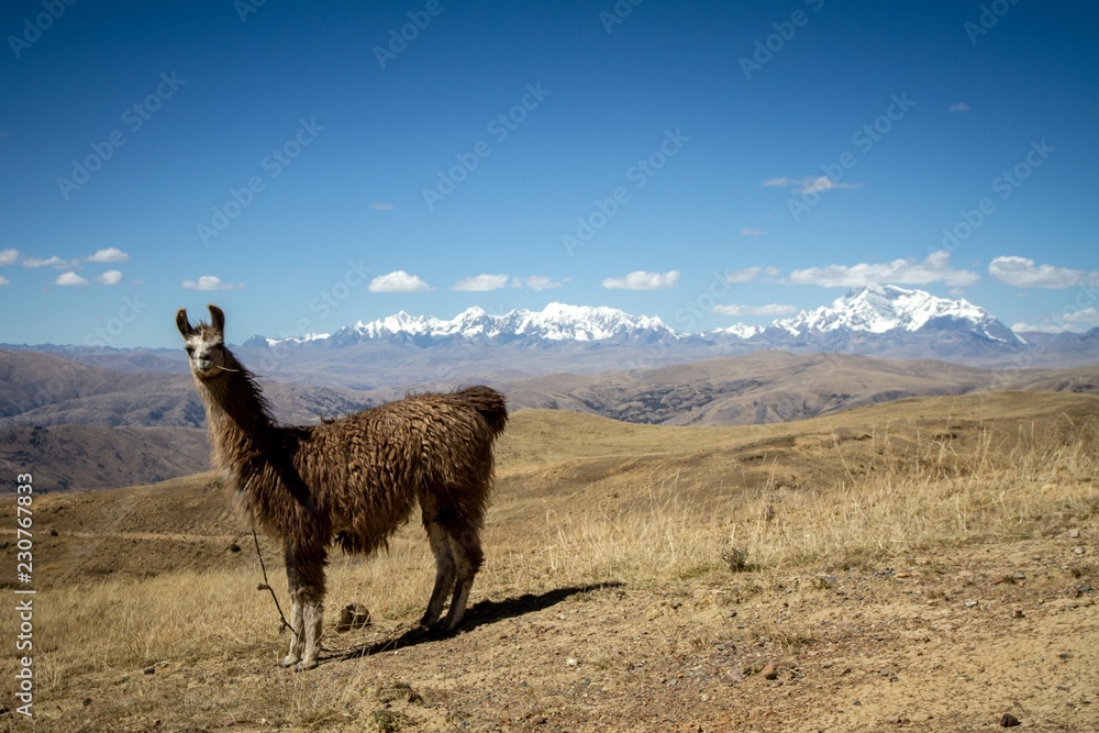 Llamas (Alpaca) in Andes Mountains, Amazing view in spectacular ...