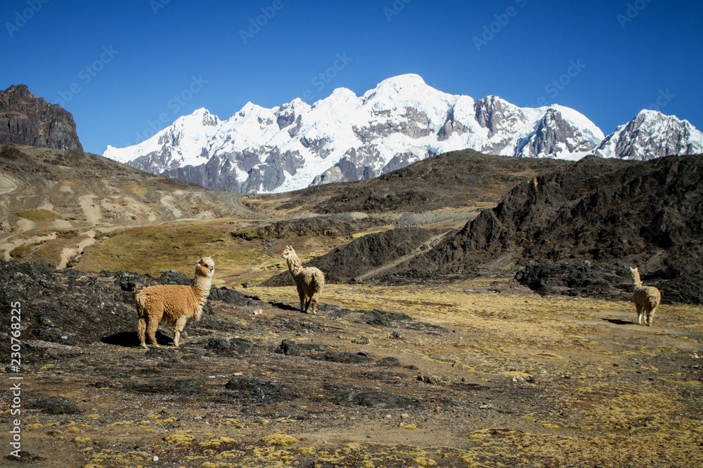 Llamas (Alpaca) in Andes Mountains, Amazing view in spectacular ...