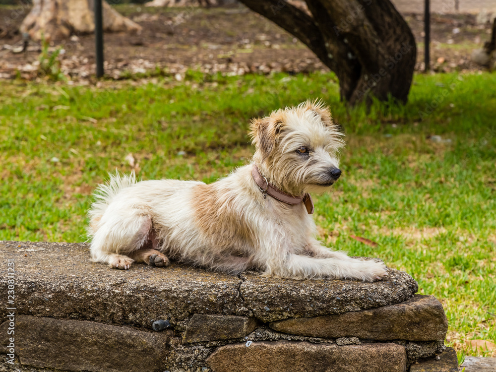 Cairn Terrier Jack Russell Mix