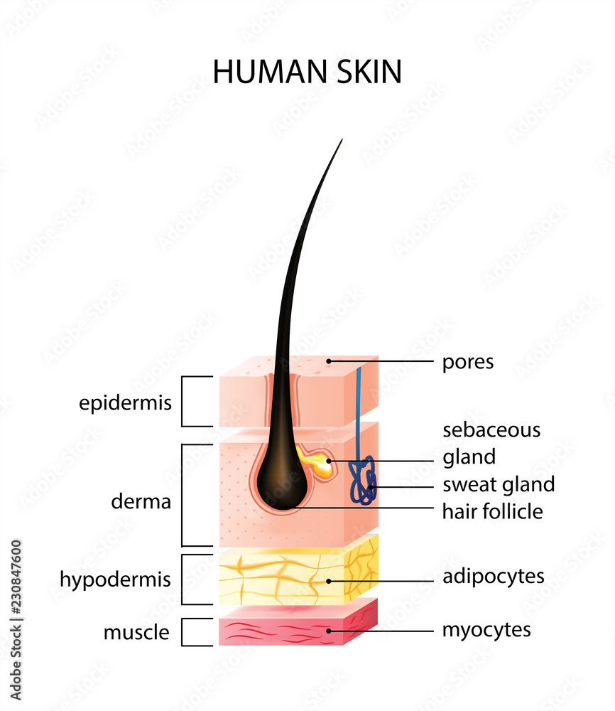 Healthy human skin layer with pores, and muscle tissue medical use ...
