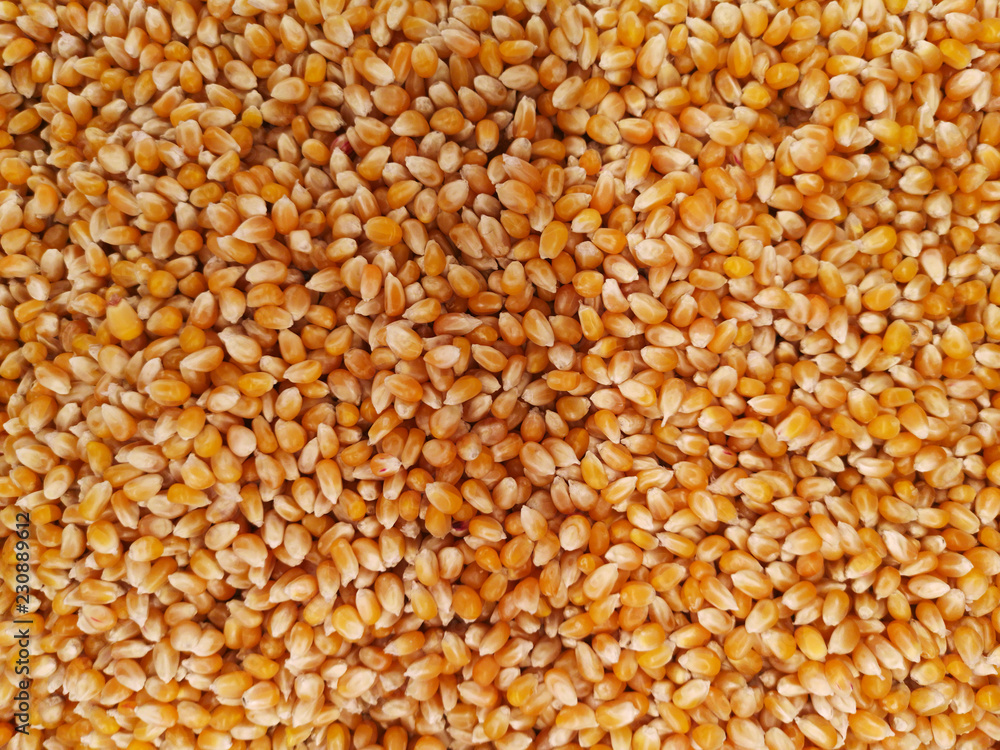 Bulk of corn grains. Corn texture. Yellow corns as background. Corn ...