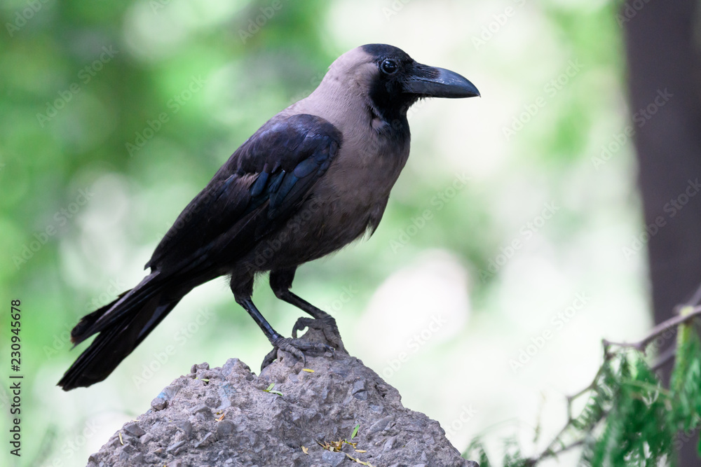 Indian Crow, Black Color bird with isolated background Stock Photo ...