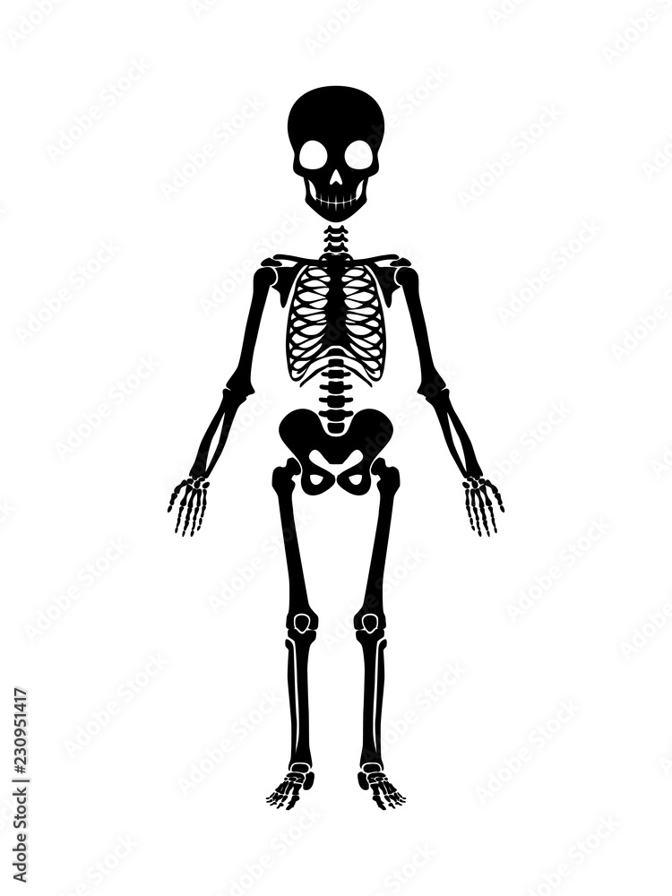 Skeleton human anatomy. Vector halloween black skeleton isolated on ...