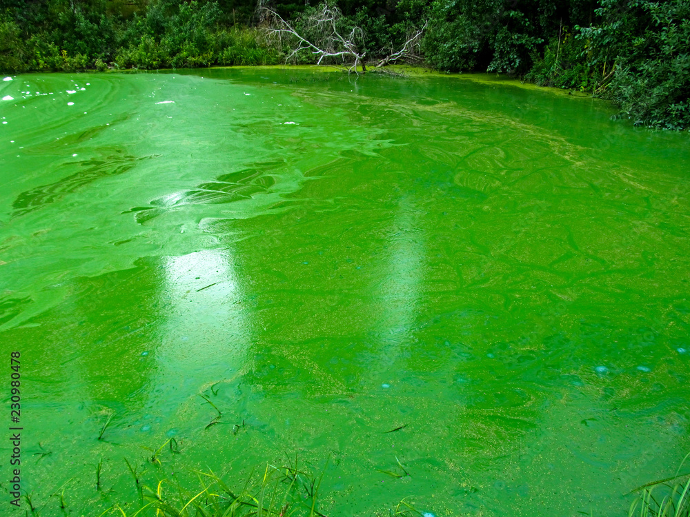 Water pollution by blooming blue-green algae (Cyanobacteria) is world ...