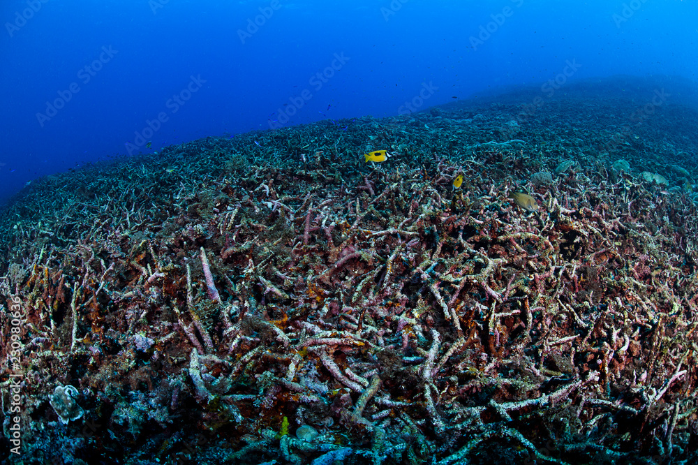 Bleached and Dead Coral Reefs of Ishigaki, Okinawa Japan due to Rising ...