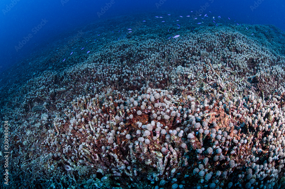Bleached and Dead Coral Reefs of Ishigaki, Okinawa Japan due to Rising ...