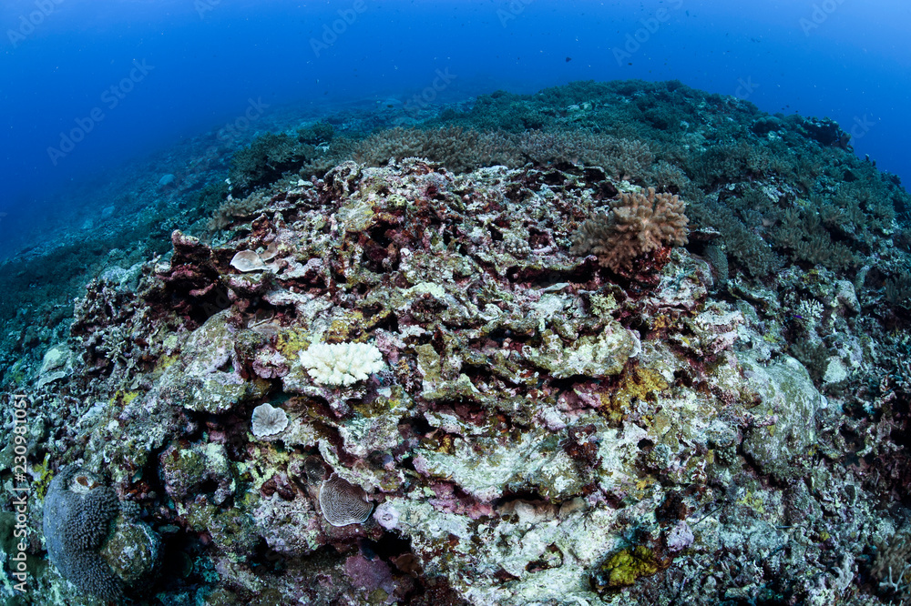 Bleached and Dead Coral Reefs of Ishigaki, Okinawa Japan due to Rising ...