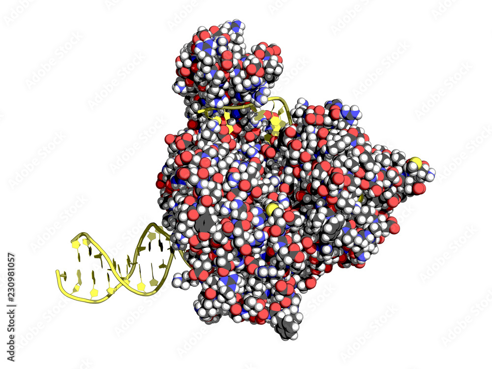 DNA helicases are enzymes that separate two annealing DNA strands, an ...