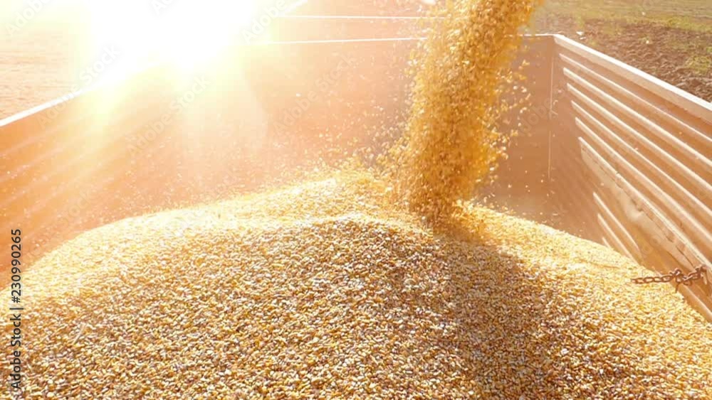 Combine transferring freshly harvested corn into tractor-trailer for ...