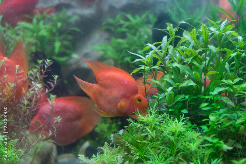 Red blood parrot fish in a aquarium Stock Photo | Adobe Stock