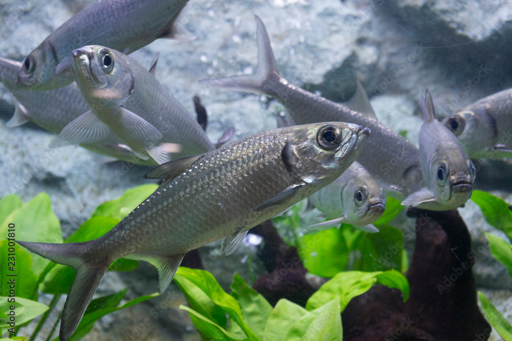 Tarpon Indo-Pacific or Megalops cyprinoides fish in aquarium Stock ...