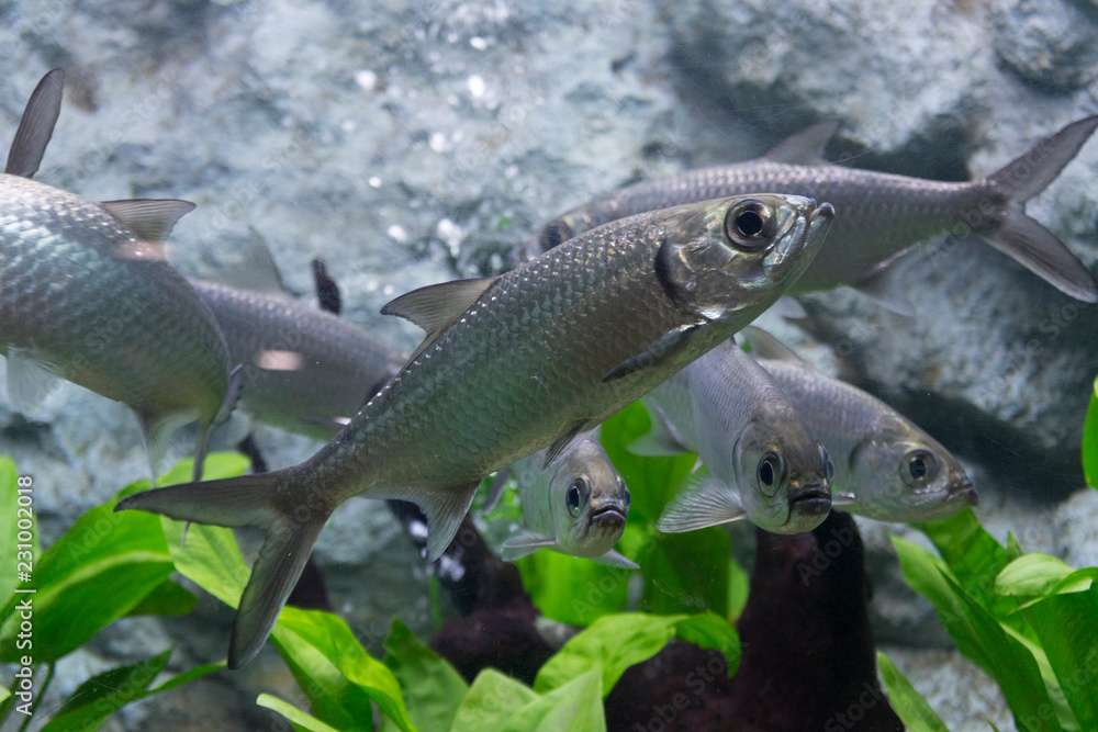 Tarpon Indo-Pacific or Megalops cyprinoides fish in aquarium Stock ...